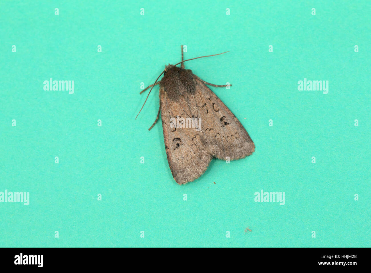 Double Dart (Graphiphora augur), a nationally scarce moth in the ...