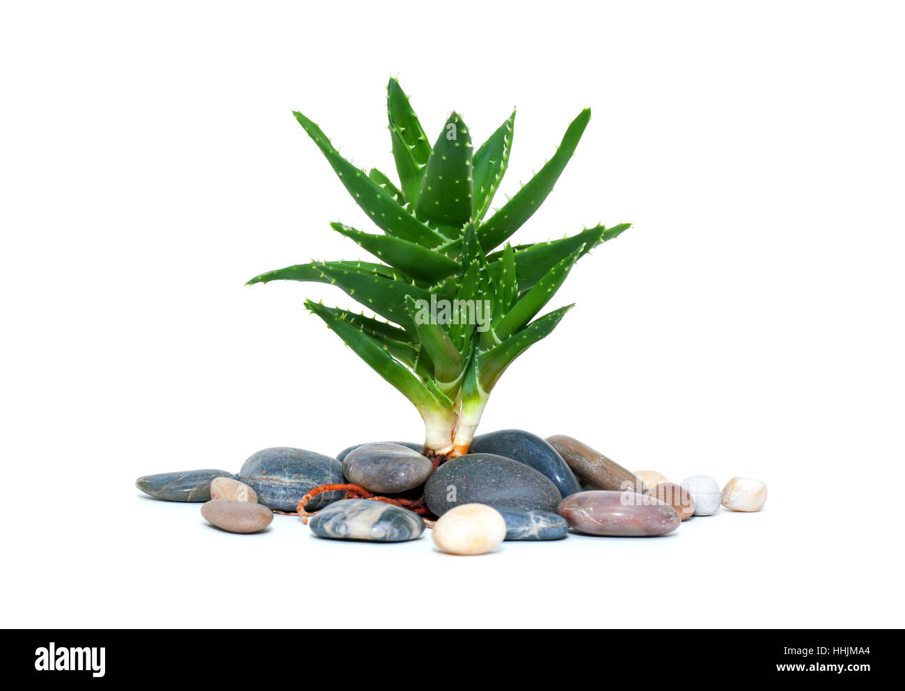 Aloe vera and stones isolated on white background Stock Photo - Alamy