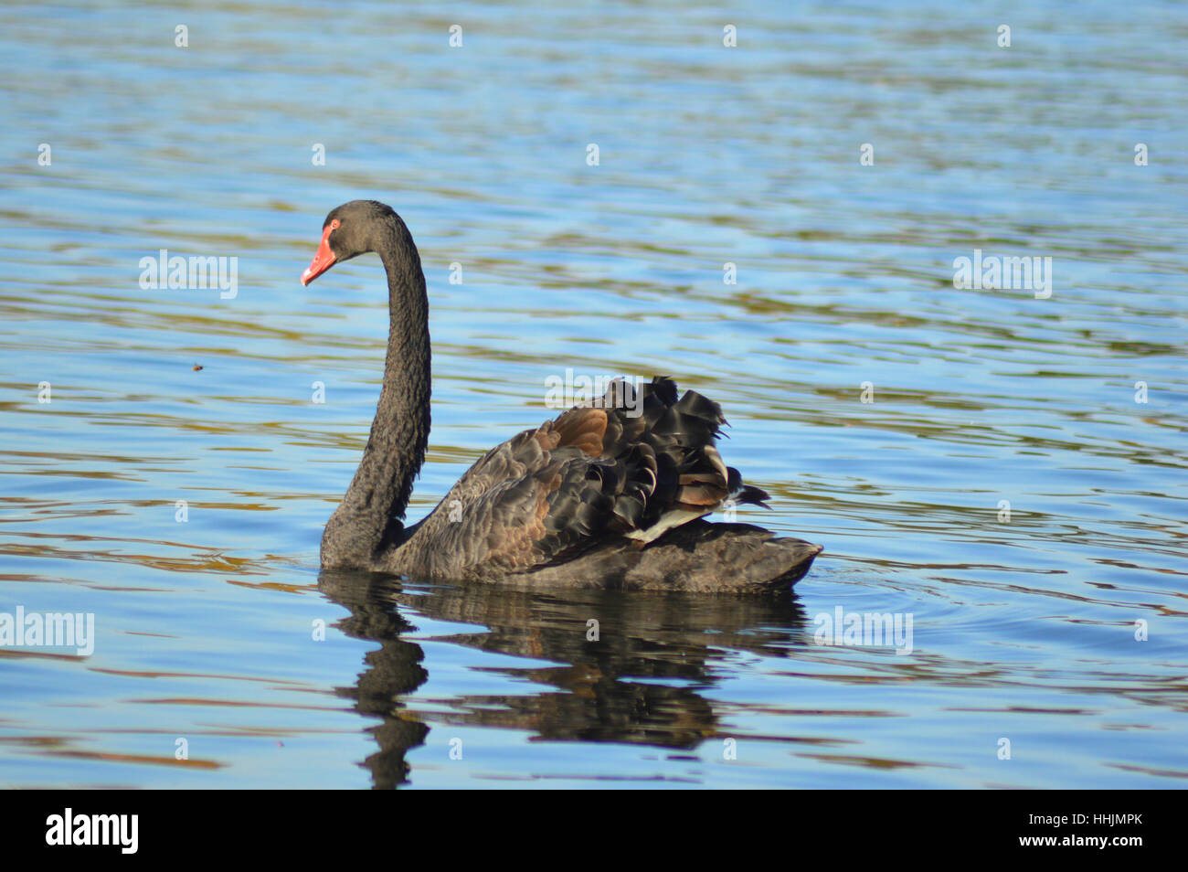 Graceful black swan hi-res stock photography and images - Alamy