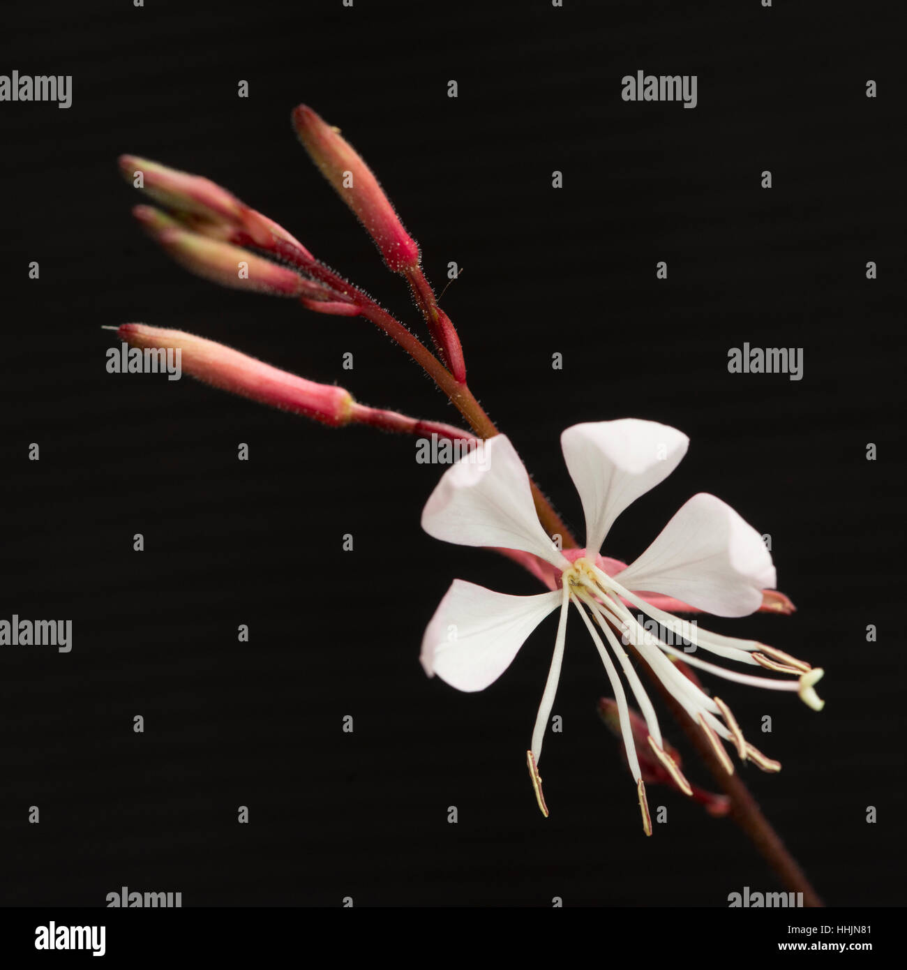Gaura hi-res stock photography and images - Alamy