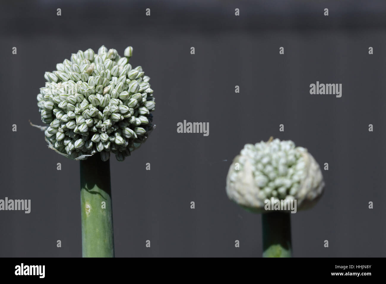 Close up of spring onion flowers Stock Photo - Alamy