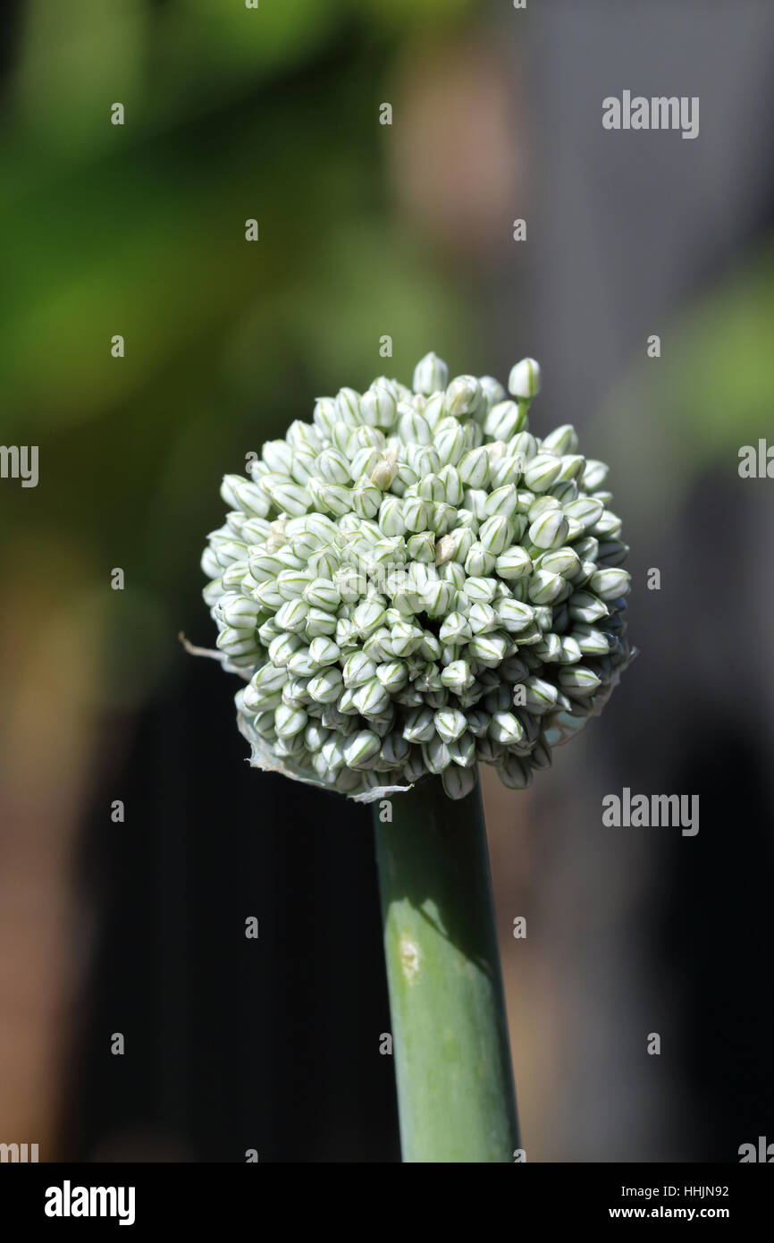 Close up of spring onion flowers Stock Photo - Alamy