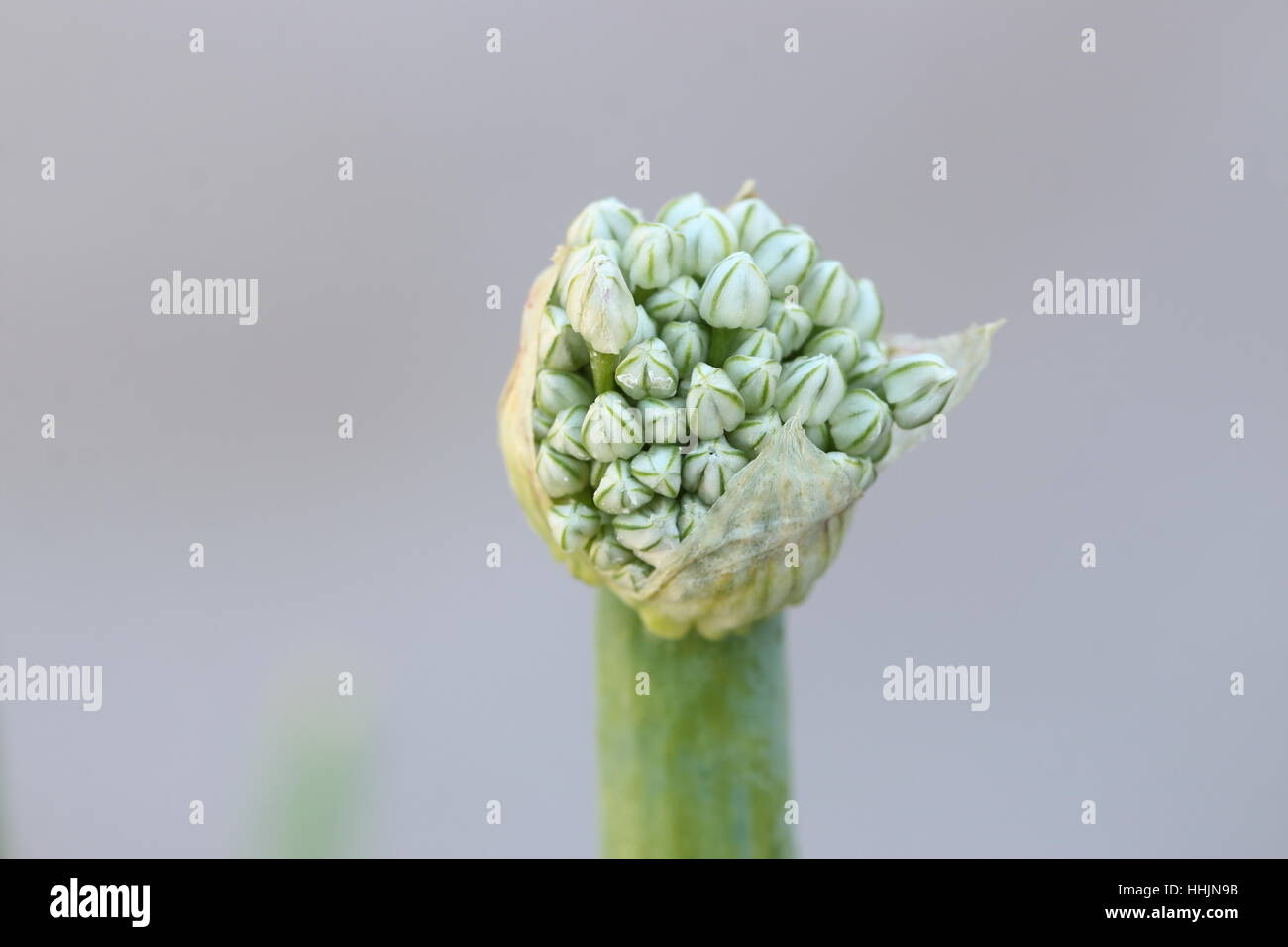 Onion flowers in bud hi-res stock photography and images - Alamy