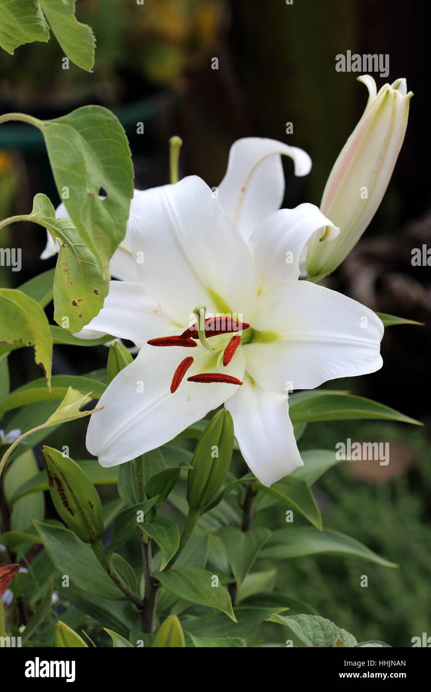 Close up of Blooming White Lilium or Lilies with pollen Stock Photo - Alamy