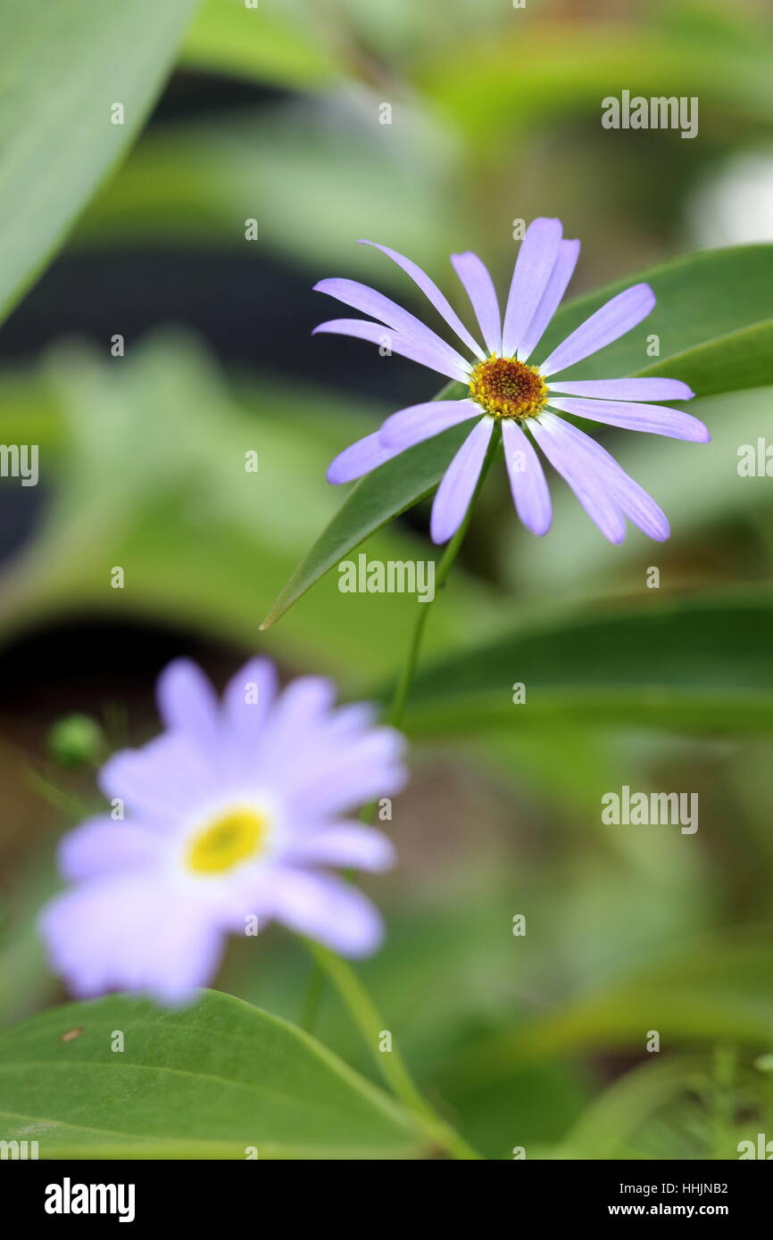 Swan river Daisy Stock Photo - Alamy