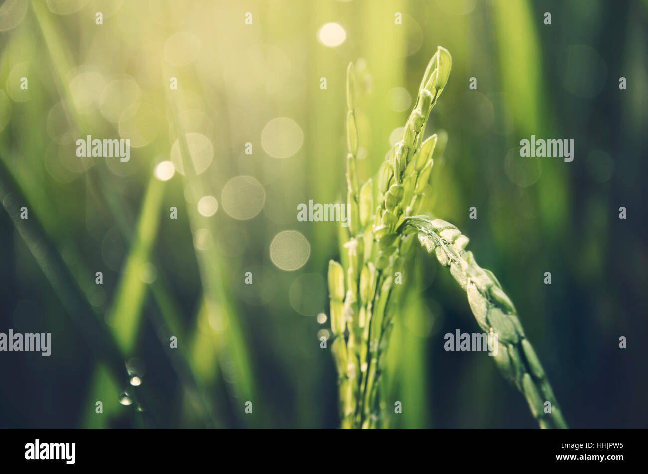 Rice Field Dew Sunset Concept Stock Photo - Alamy
