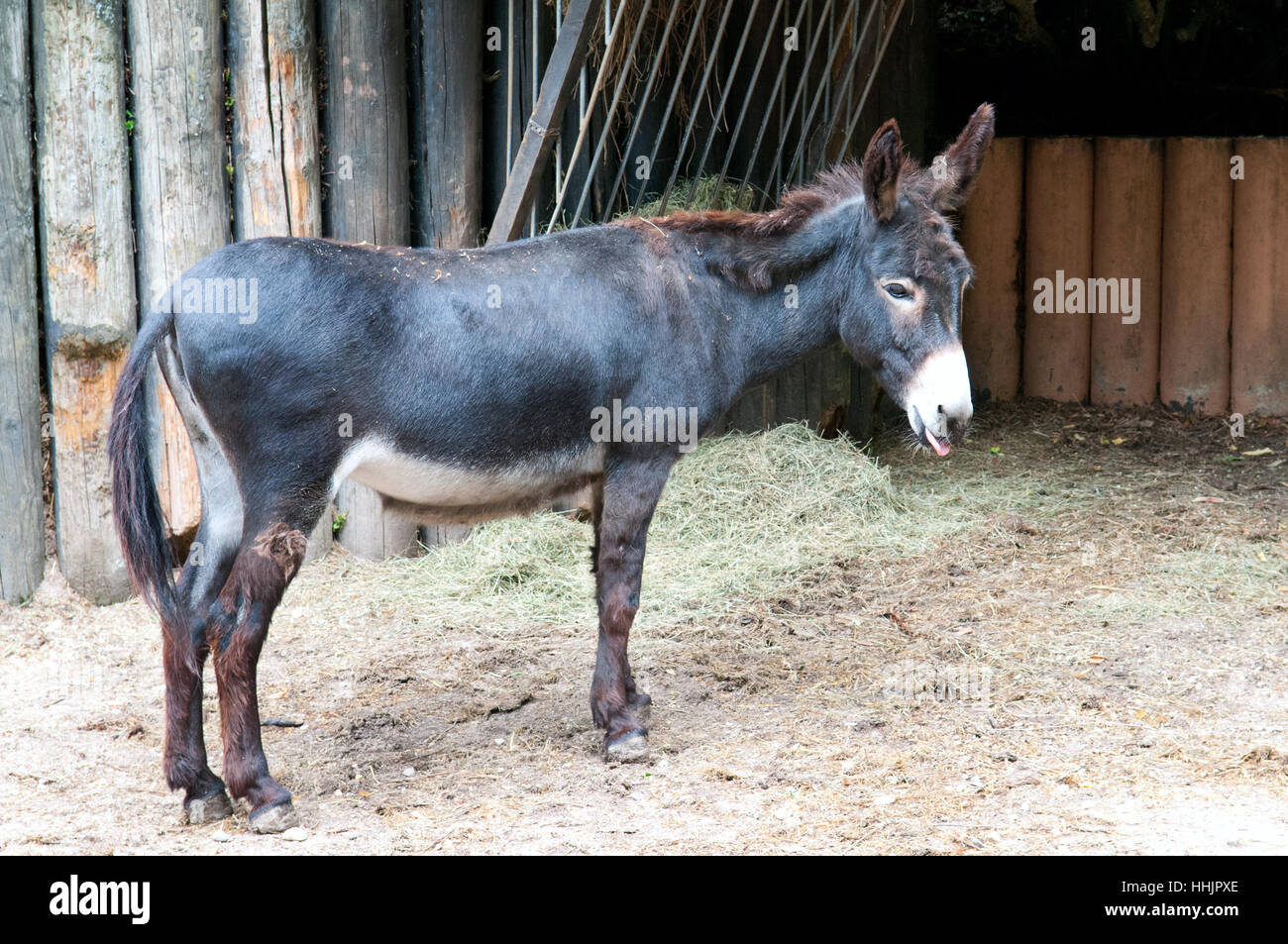 funny little donkey in the zoo Stock Photo - Alamy