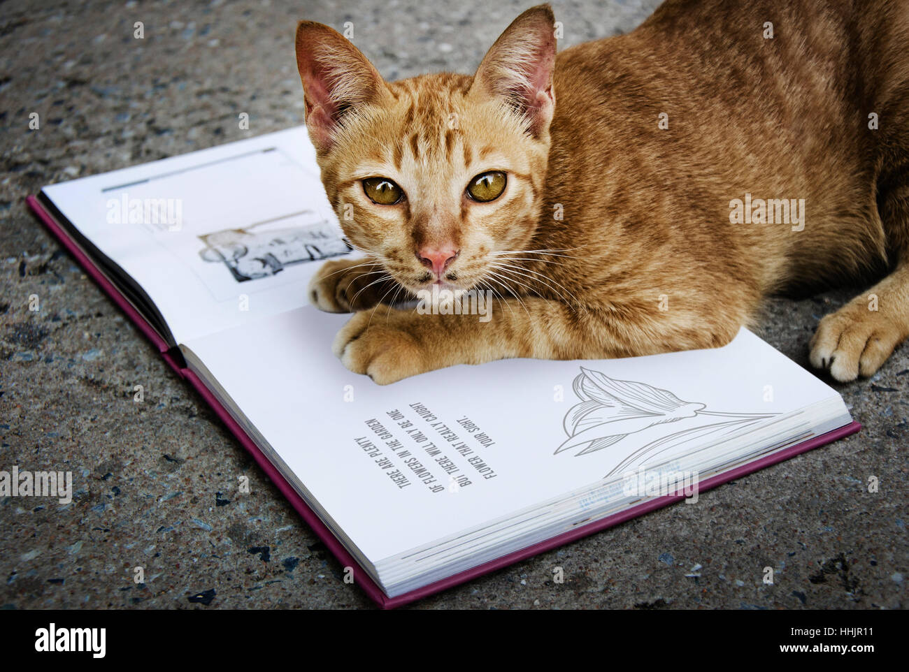 Homeless Cat Playing Book Concept Stock Photo - Alamy