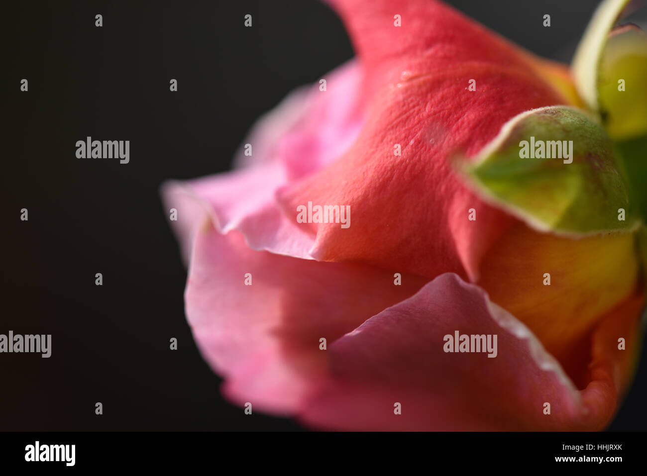 Red rose in profile Stock Photo - Alamy
