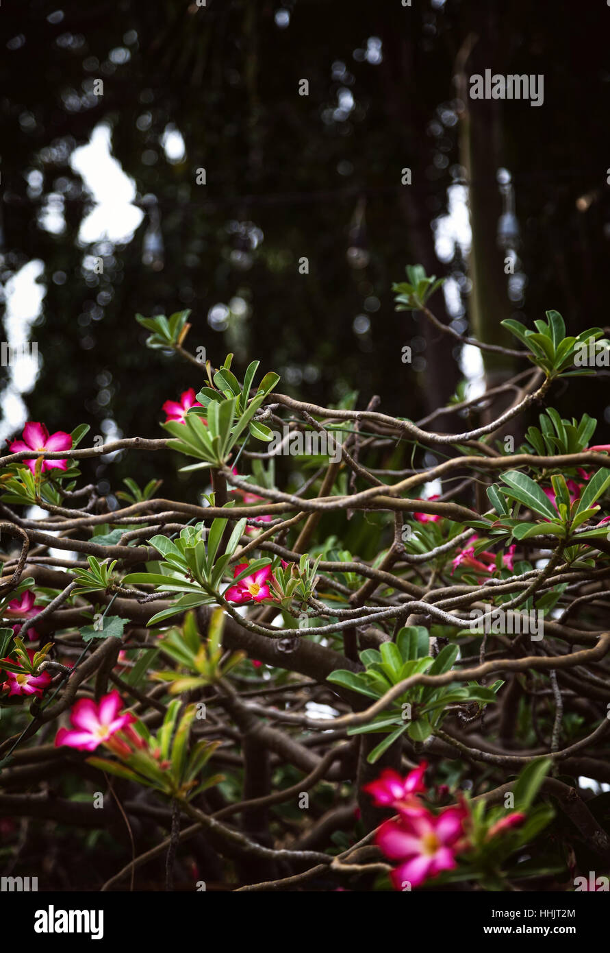Tangled Branches High Resolution Stock Photography and Images - Alamy
