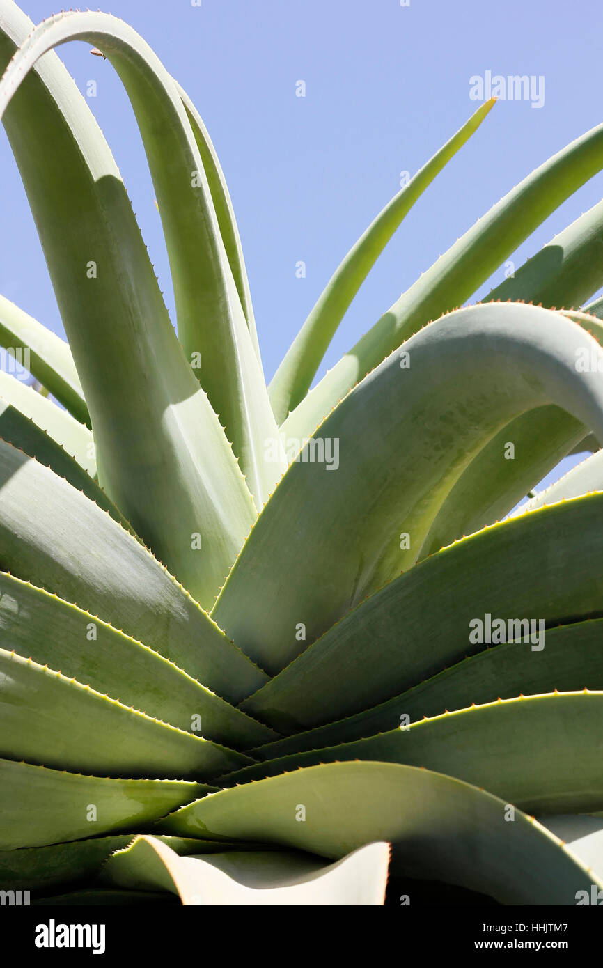 leaf, green, cactus, plant, leaf, health, eco, green, leaves, skin ...
