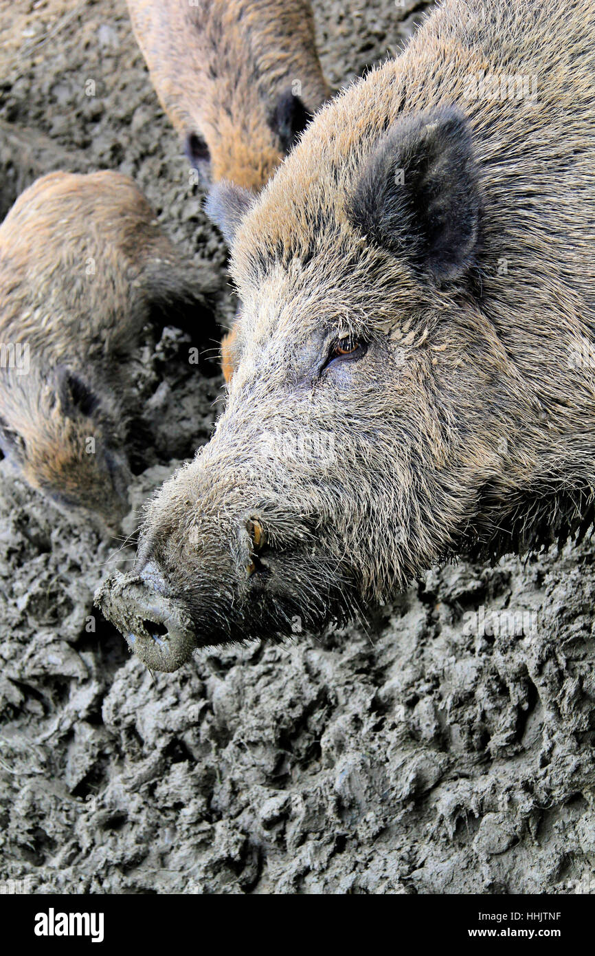 wild boar in the mud Stock Photo - Alamy