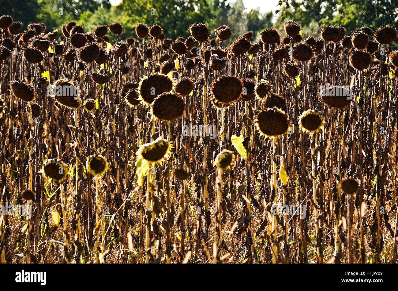 flower, sunflower, plant, expiration, withers, late summer, end time ...