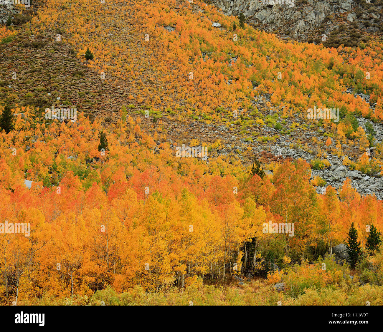 Various fall foliage in hi-res stock photography and images - Alamy