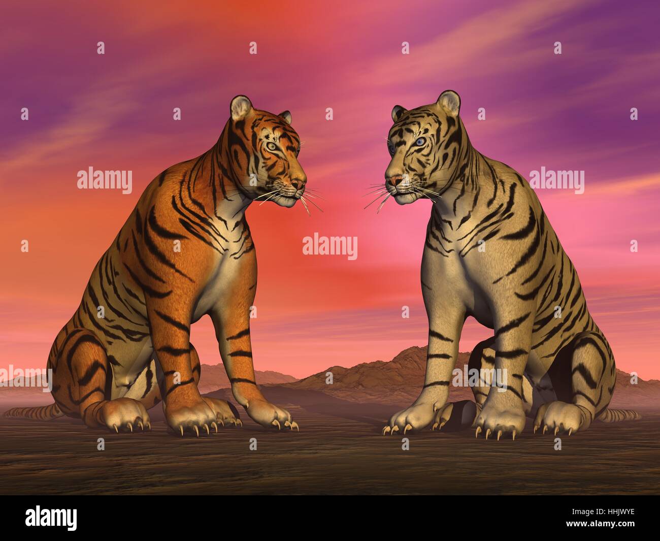 Two tigers, orange and white, sitting face to face in the desert by ...