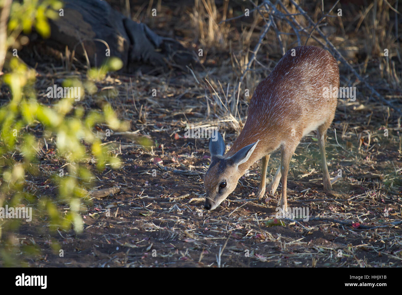 animal, africa, antelope, legs, travel, park, holiday, vacation ...