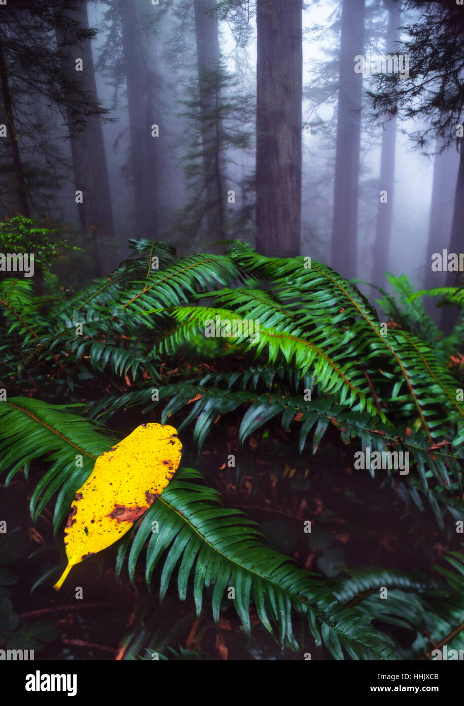 Various Fall foliage in its natural setting Stock Photo - Alamy