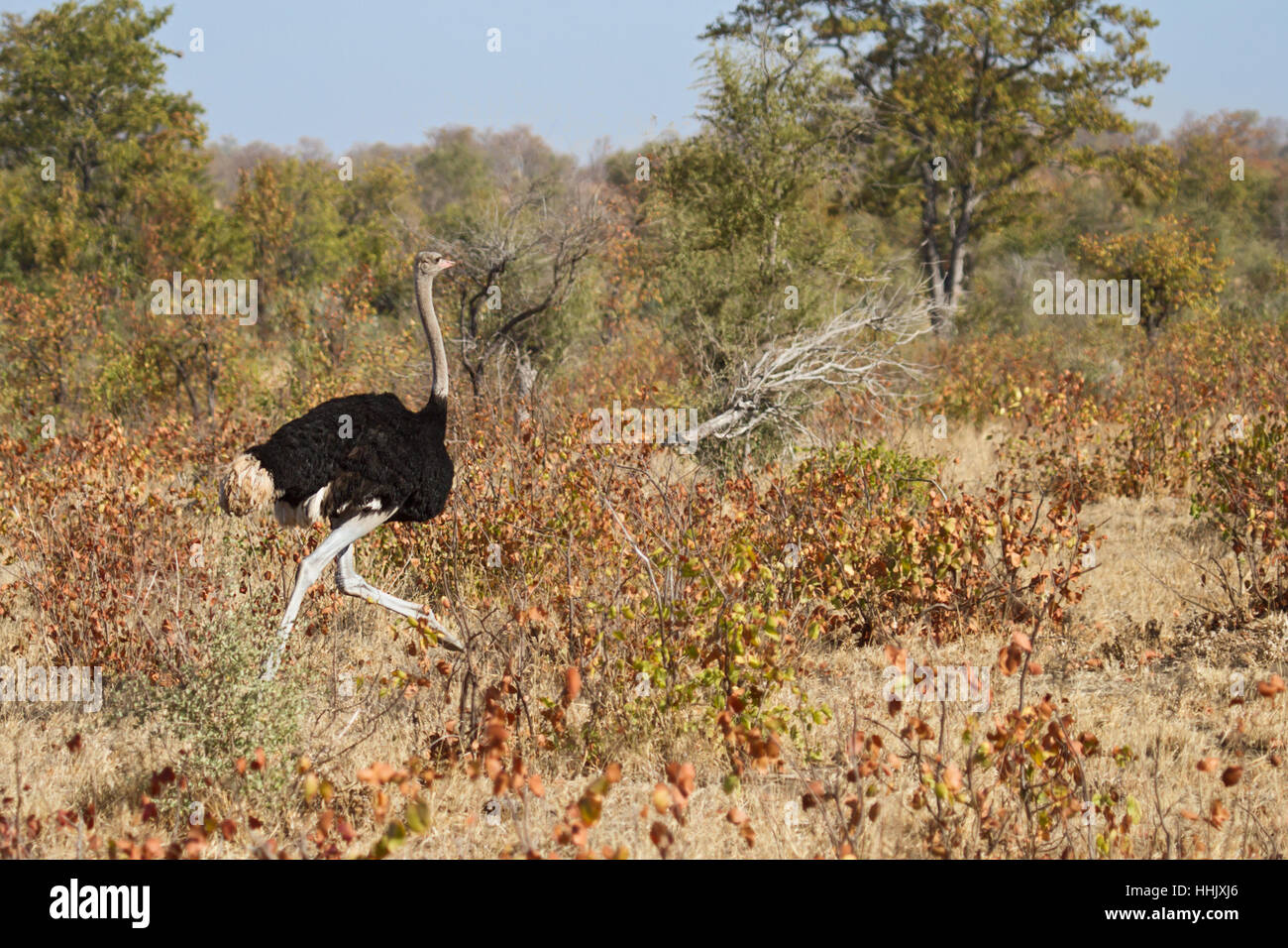 Flight animals flee hi-res stock photography and images - Alamy