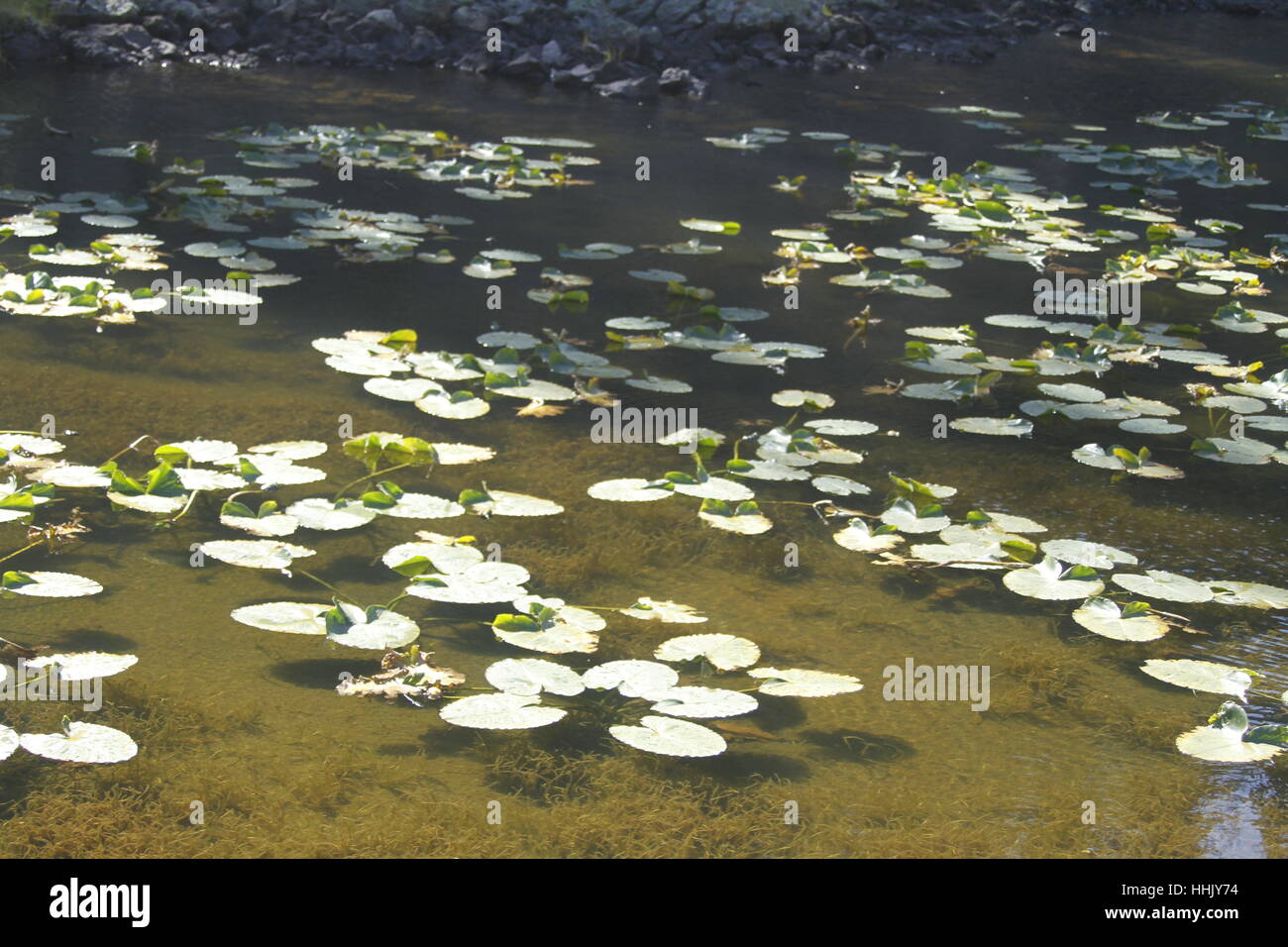 travel, tree, tourism, stream, float, hole, floating, grand, magnific ...