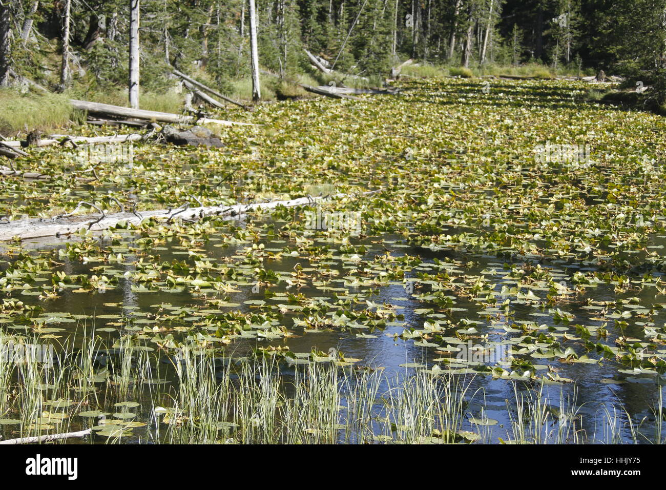 travel, tree, tourism, stream, float, hole, floating, grand, magnific ...
