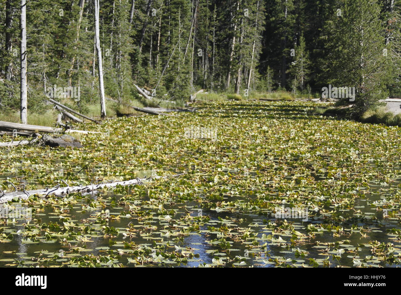 travel, tree, tourism, stream, float, hole, floating, grand, magnific ...