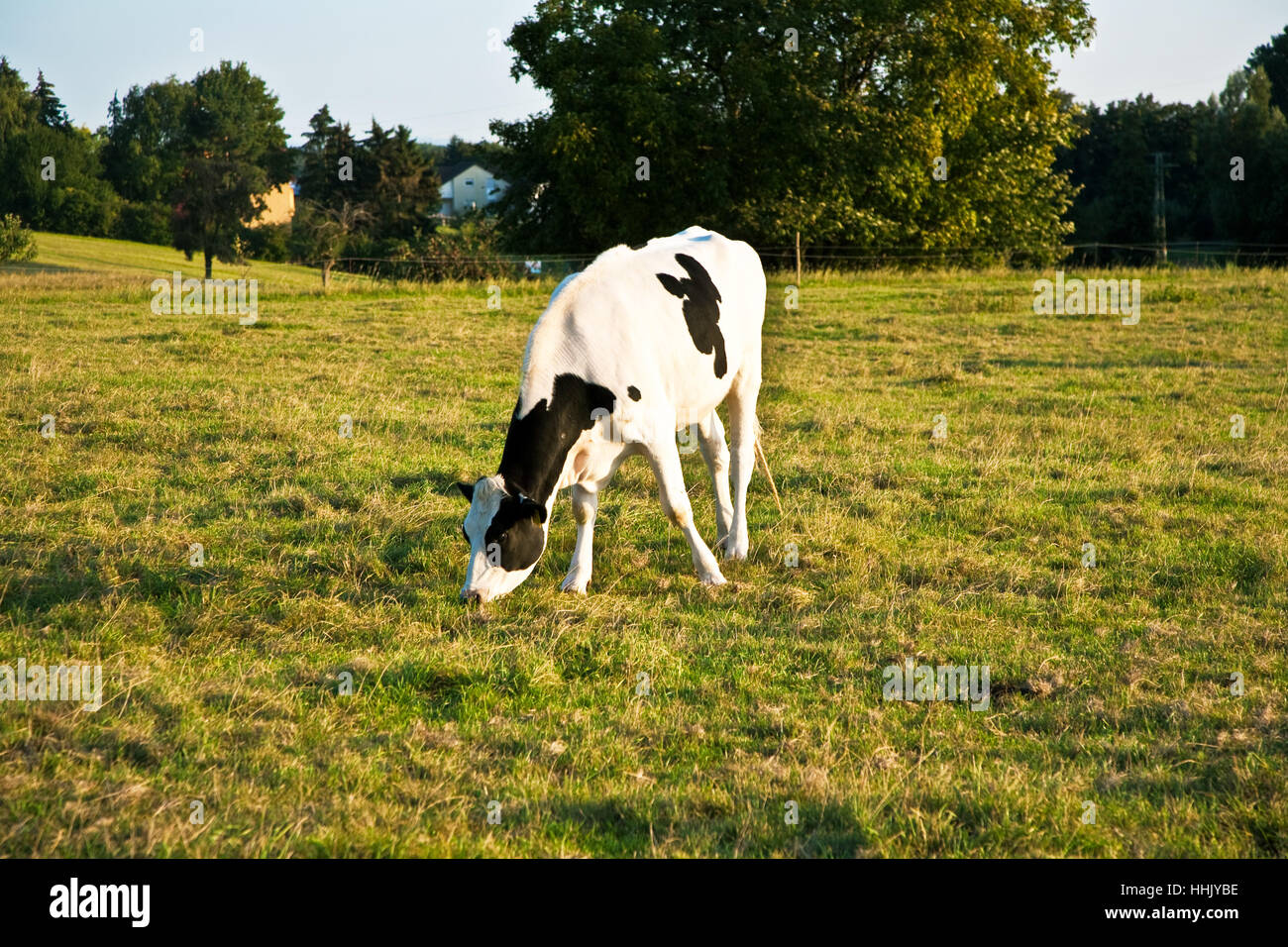 Surprised cow hi-res stock photography and images - Alamy