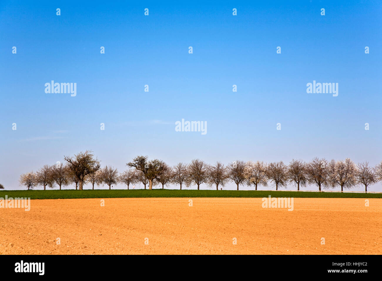 tree, trees, field, sight, view, outlook, perspective, vista, panorama ...