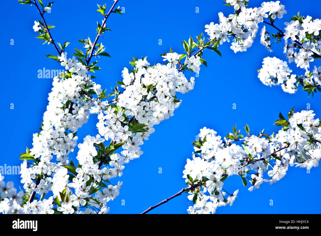 beautiful, beauteously, nice, tree, bloom, blossom, flourish ...