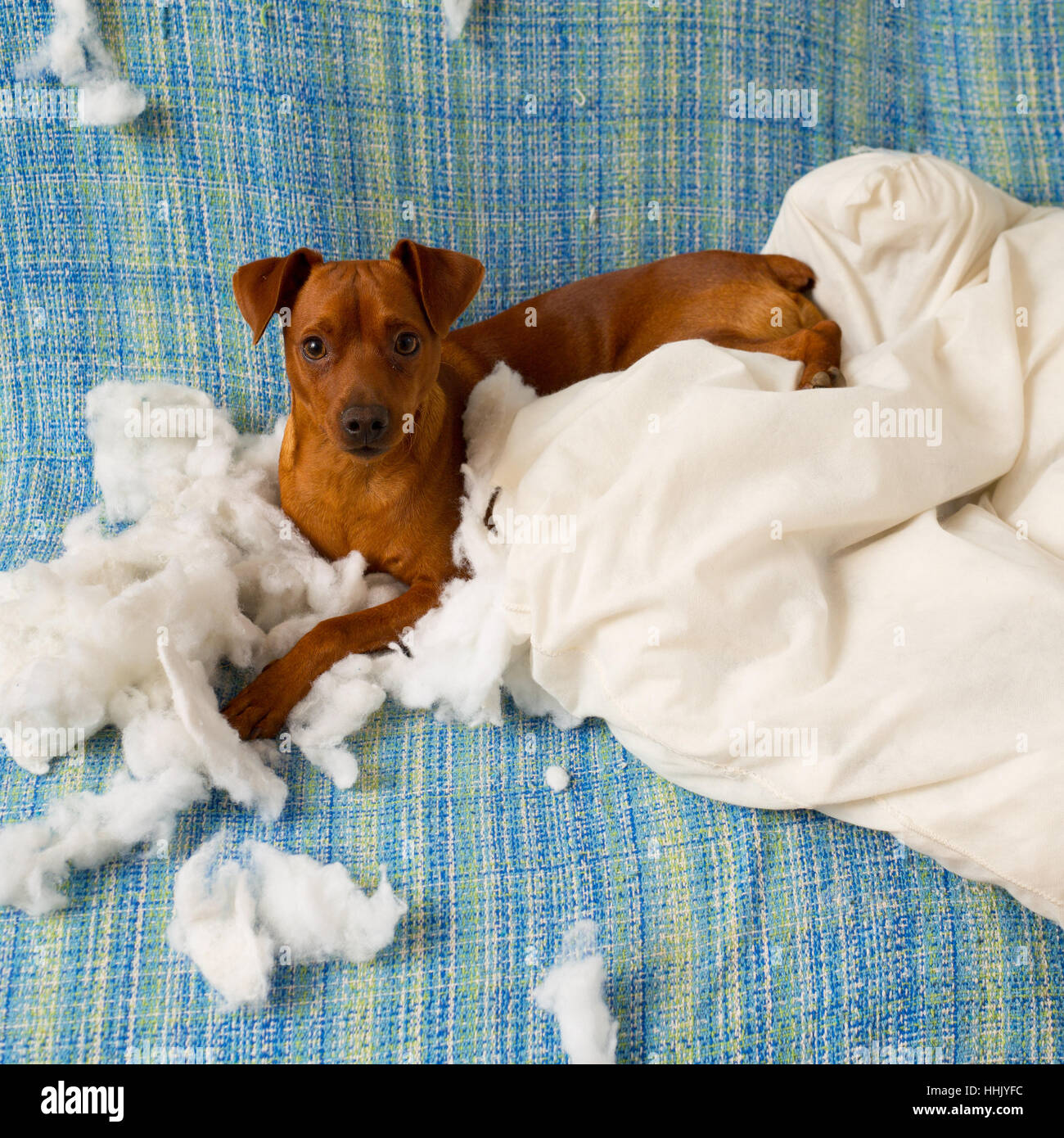 Tame pup playing hi-res stock photography and images - Alamy