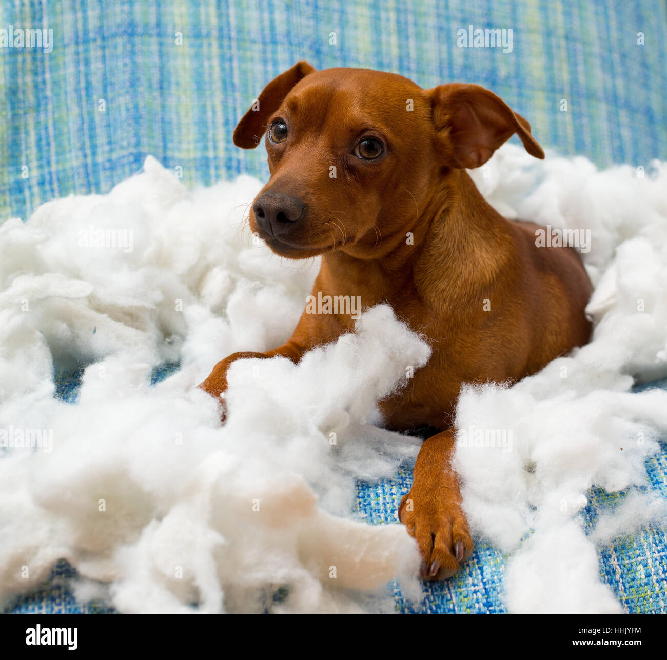 Tame pup playing hi-res stock photography and images - Alamy