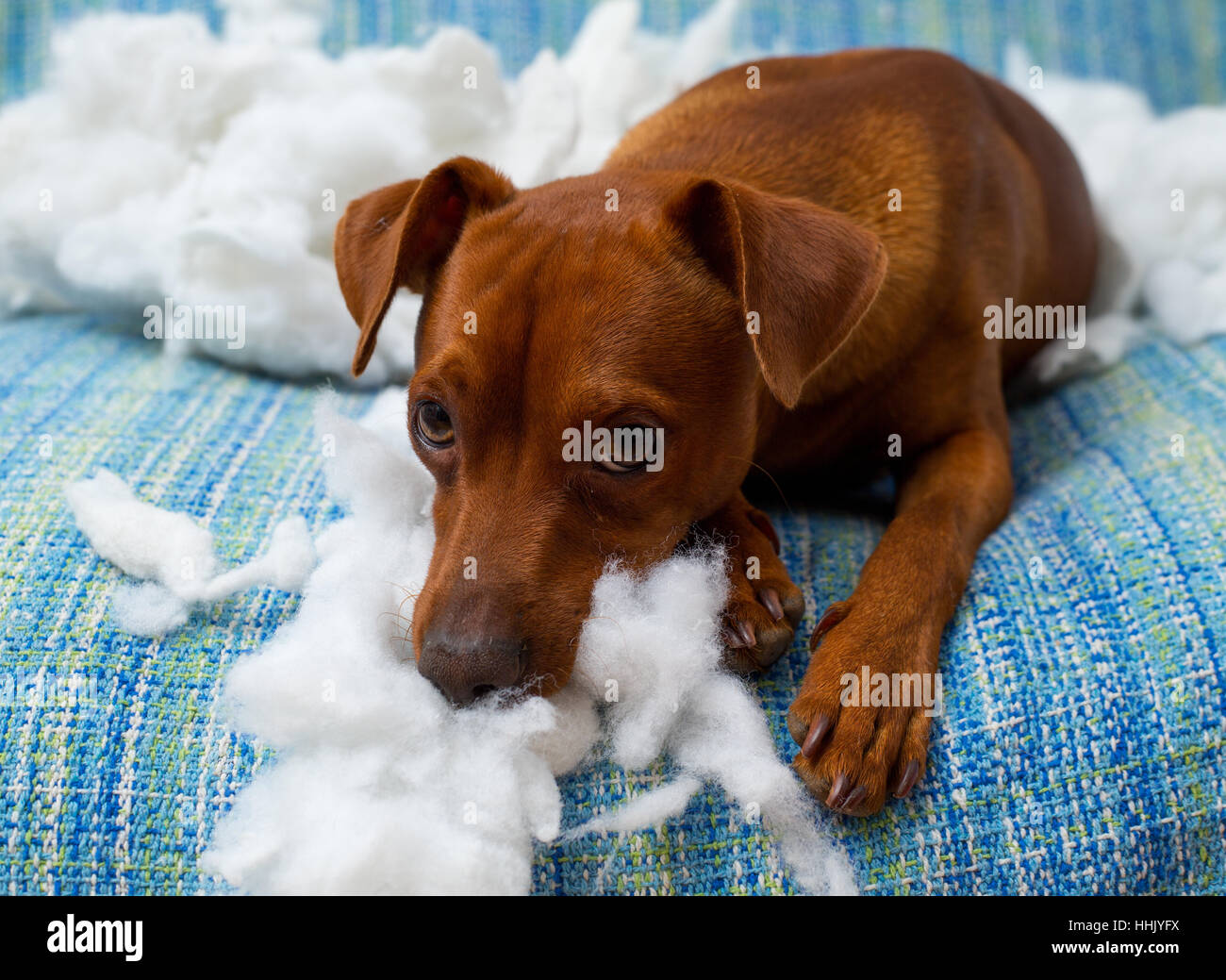 Tame pup playing hi-res stock photography and images - Alamy