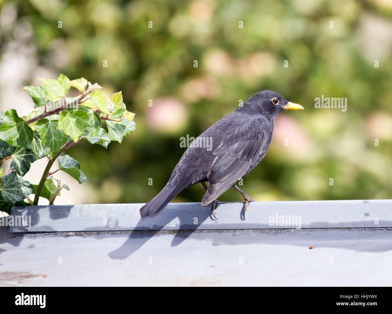 Grapes with flies hi-res stock photography and images - Alamy