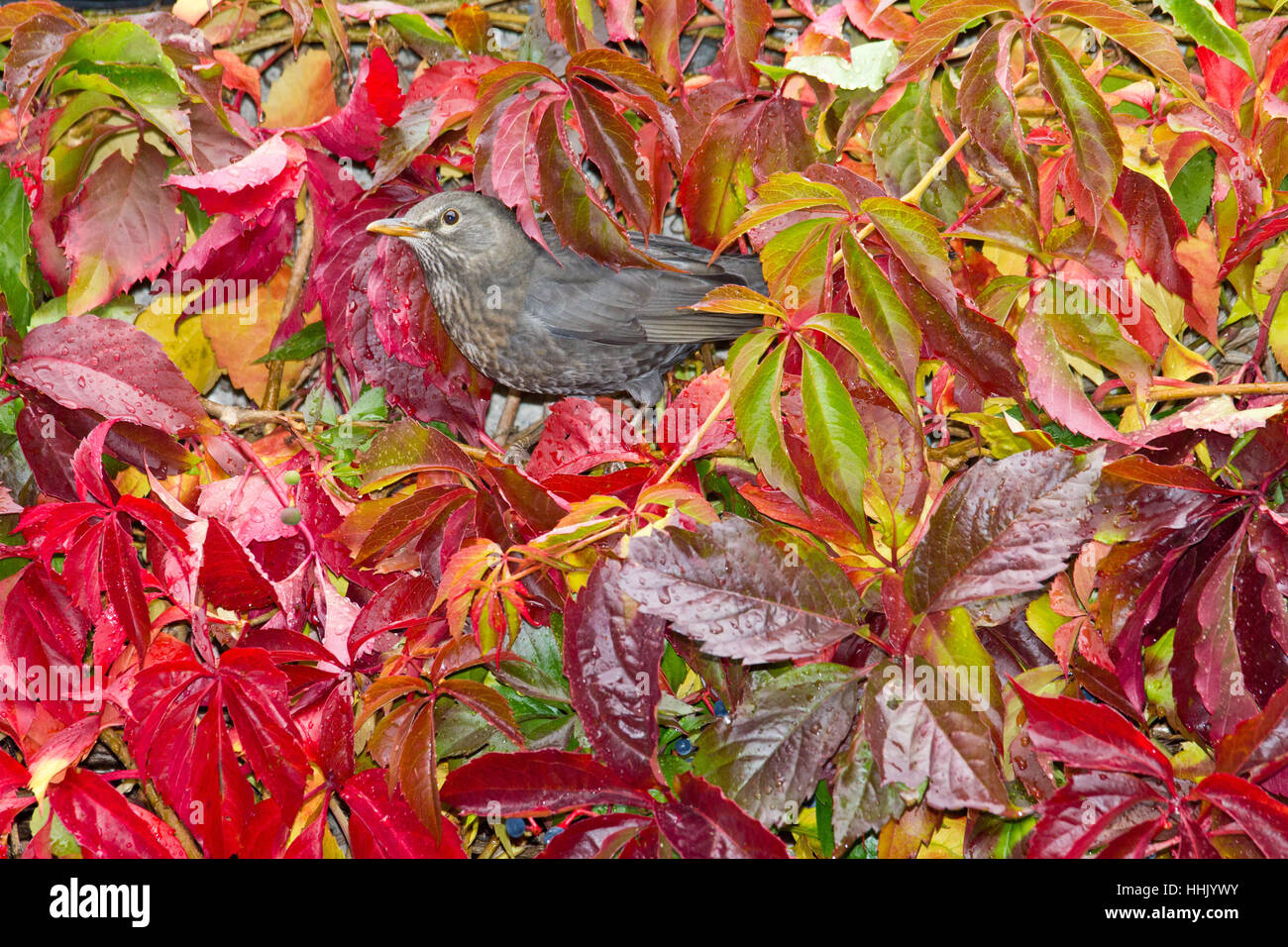 Grapes with flies hi-res stock photography and images - Alamy