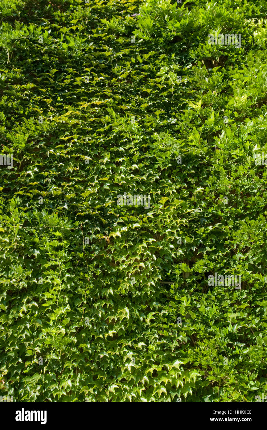 Muster green hi-res stock photography and images - Alamy