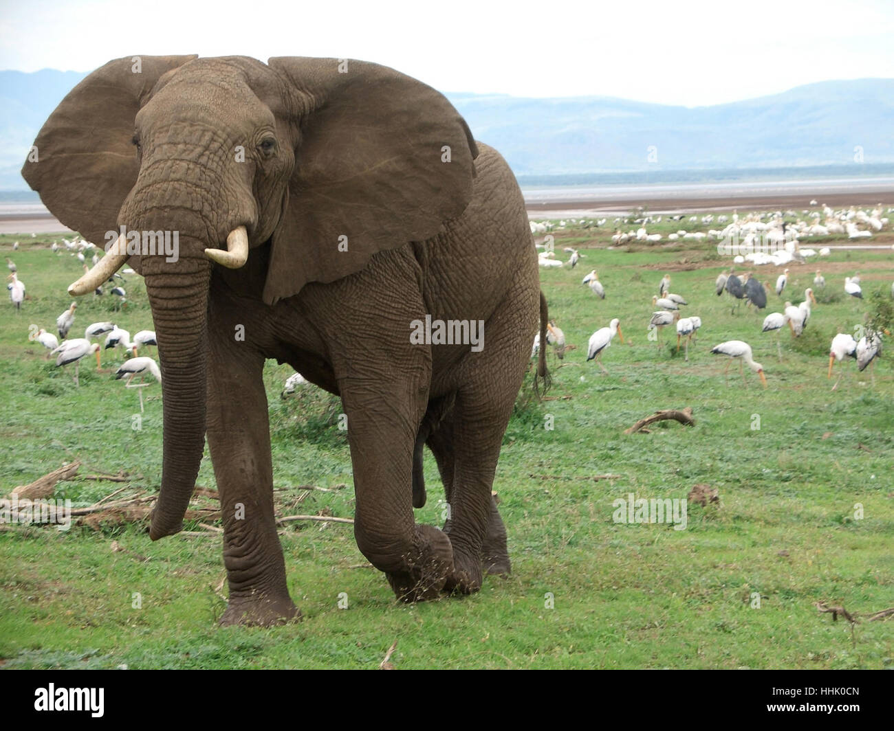 african Elephant and lots of birds in Tanzania Stock Photo - Alamy