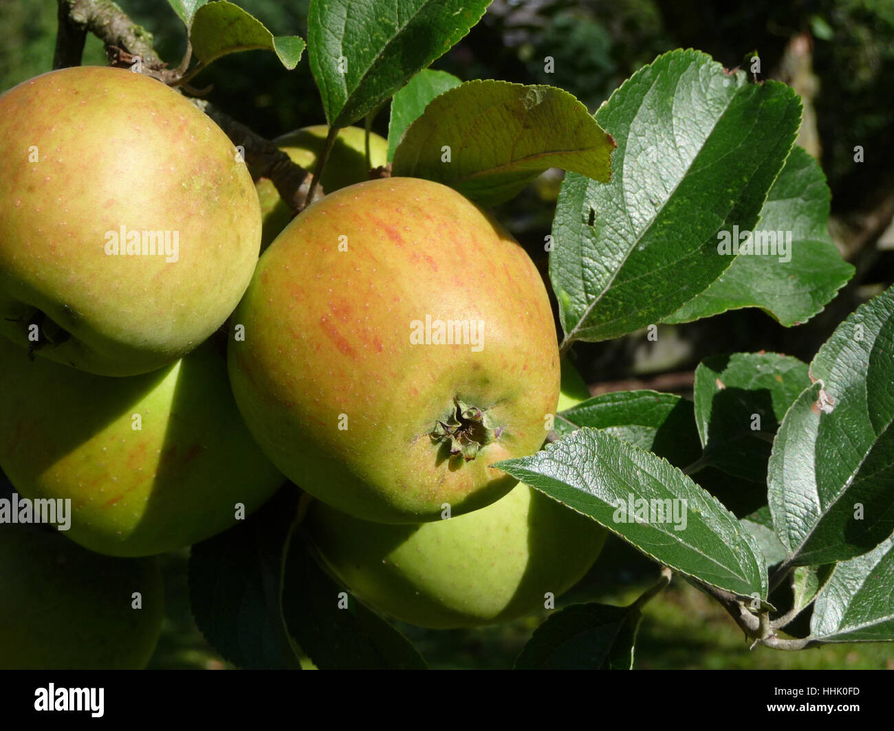 apple on the tree Stock Photo - Alamy
