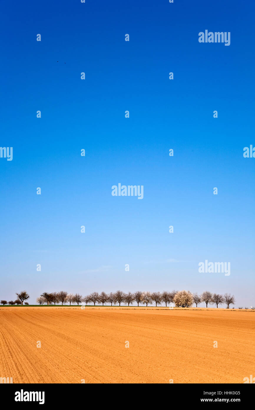 tree, trees, field, sight, view, outlook, perspective, vista, panorama ...