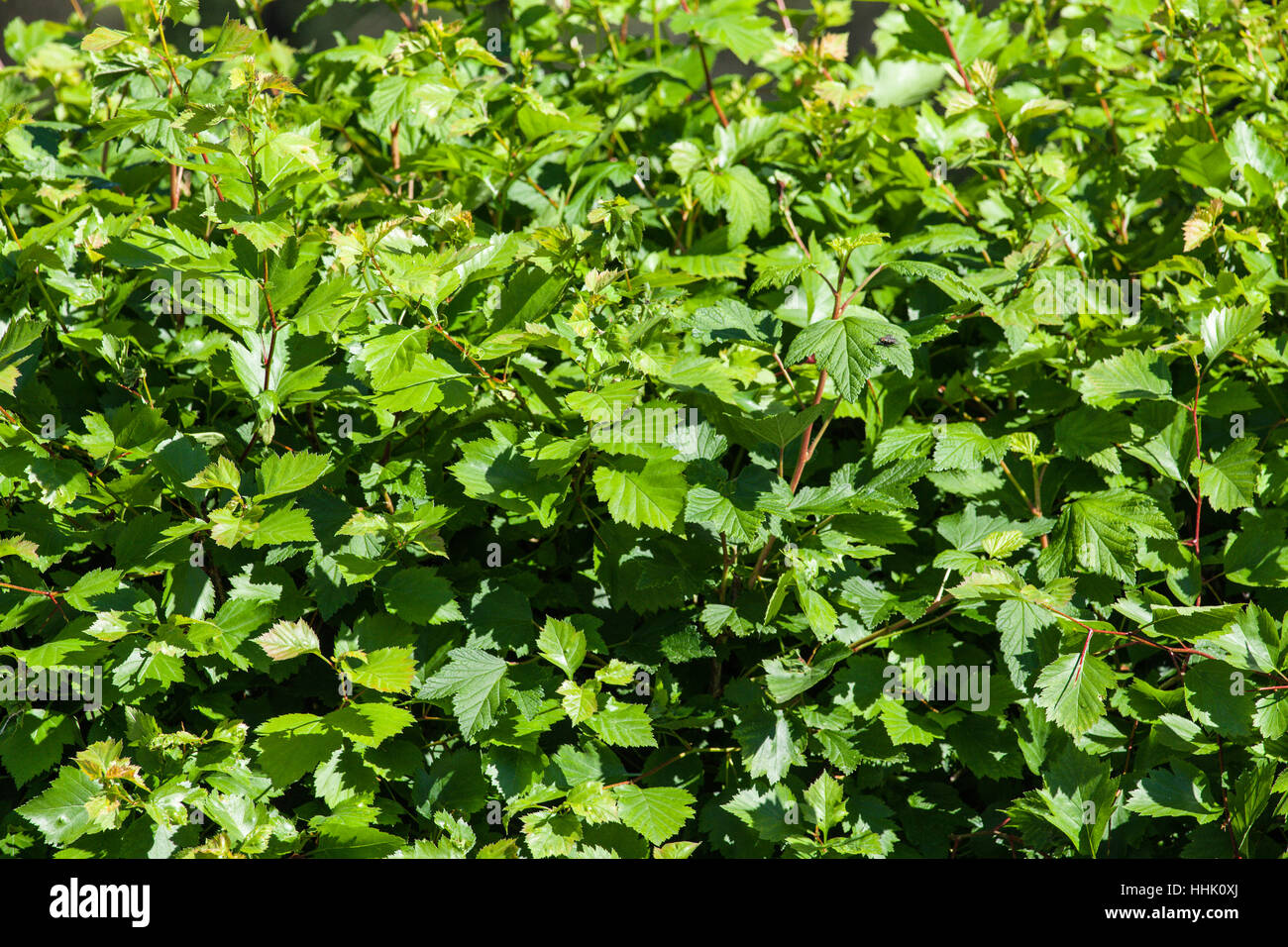 Summer leaves on a sticky whitebeam. Bright sunshine, green Stock Photo ...