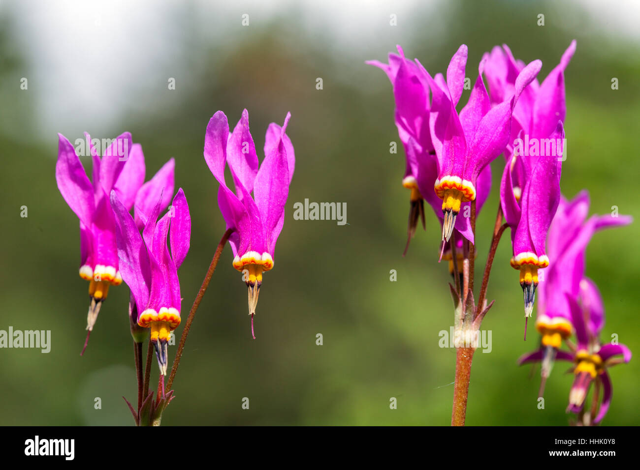 Small red and yellow flower in a garden. Closeup, macro of the object ...