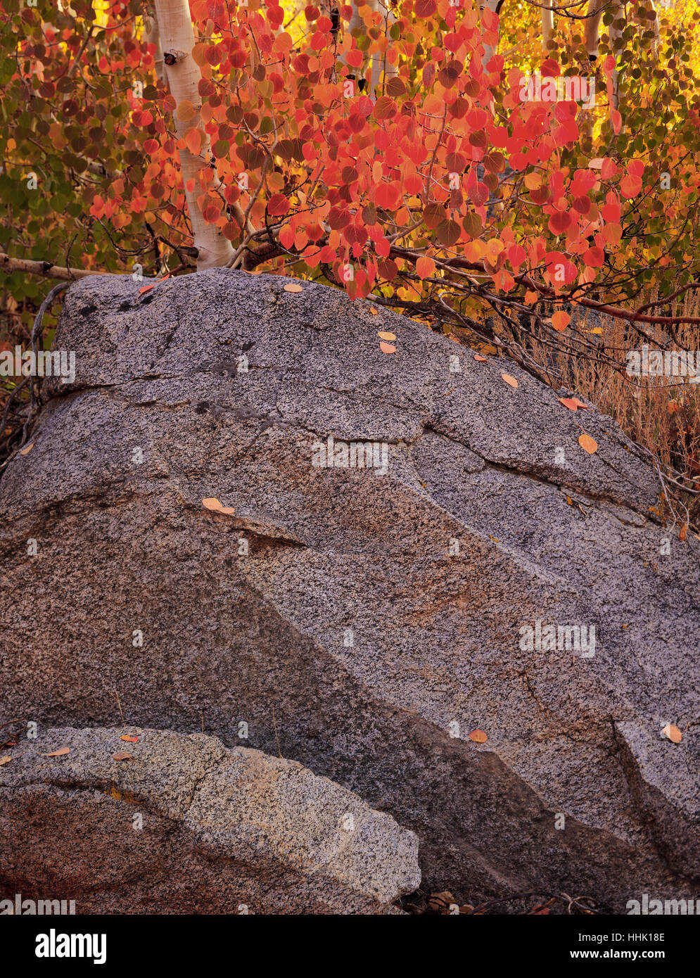 Various Fall foliage in its natural setting Stock Photo - Alamy