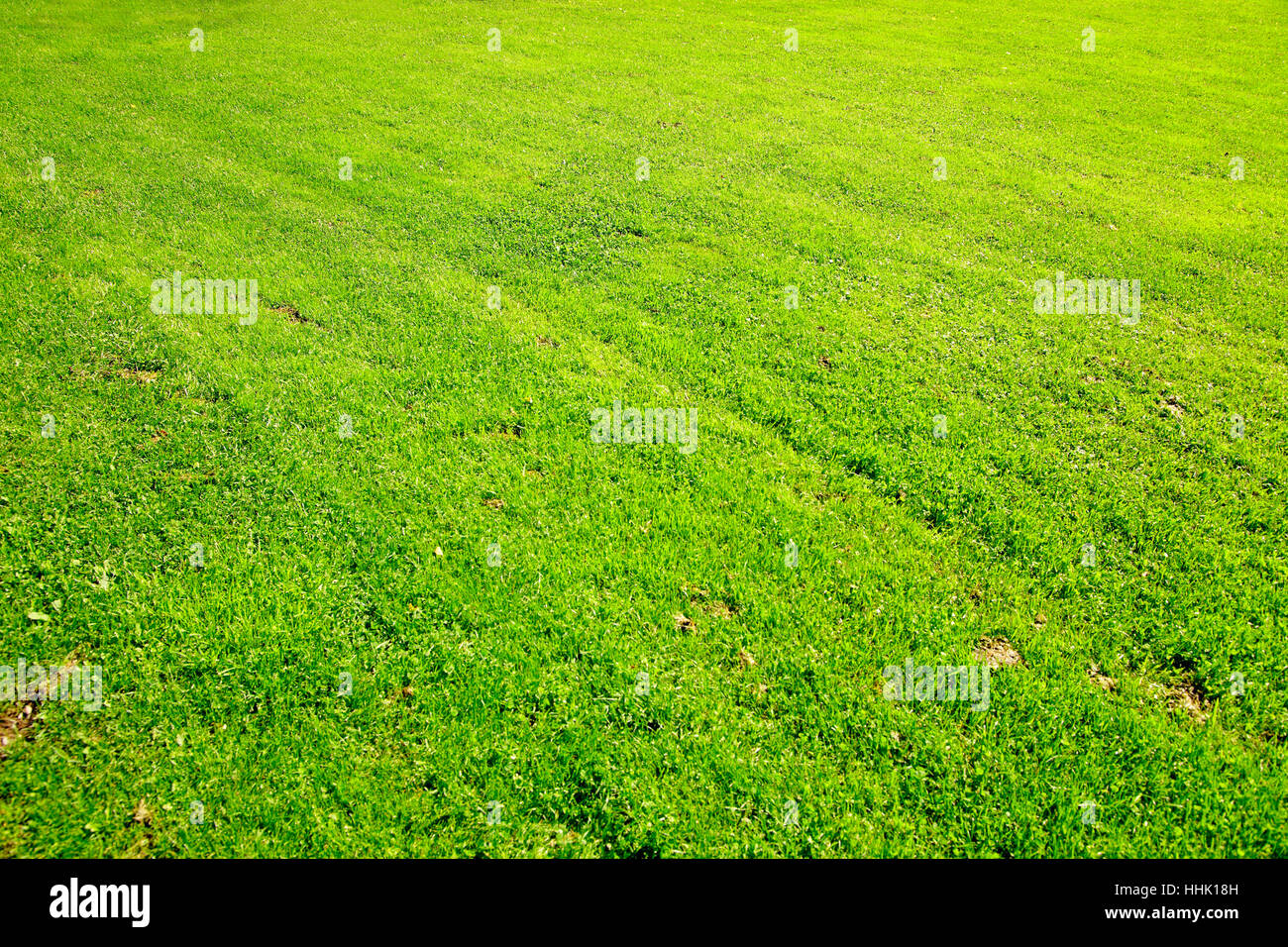 meadow, grass, lawn, green, backdrop, background, nature, park, garden, field Stock Photo - Alamy