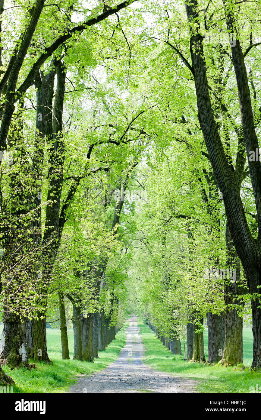 tree, spring, bouncing, bounces, hop, skipping, frisks, jumping, jump ...