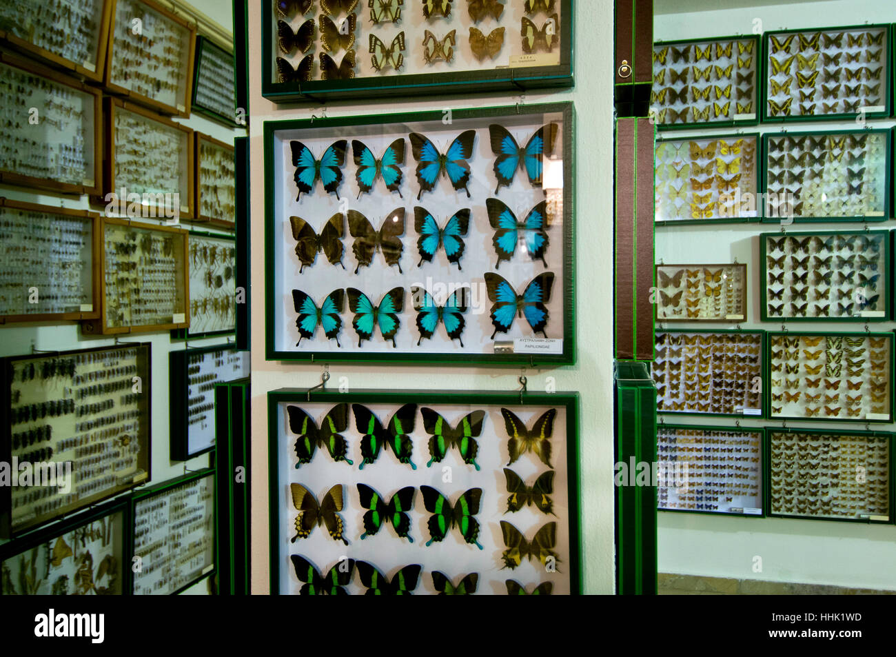 Greece, Magnisia, Volos, Koutroubas, entomological museum Stock Photo ...