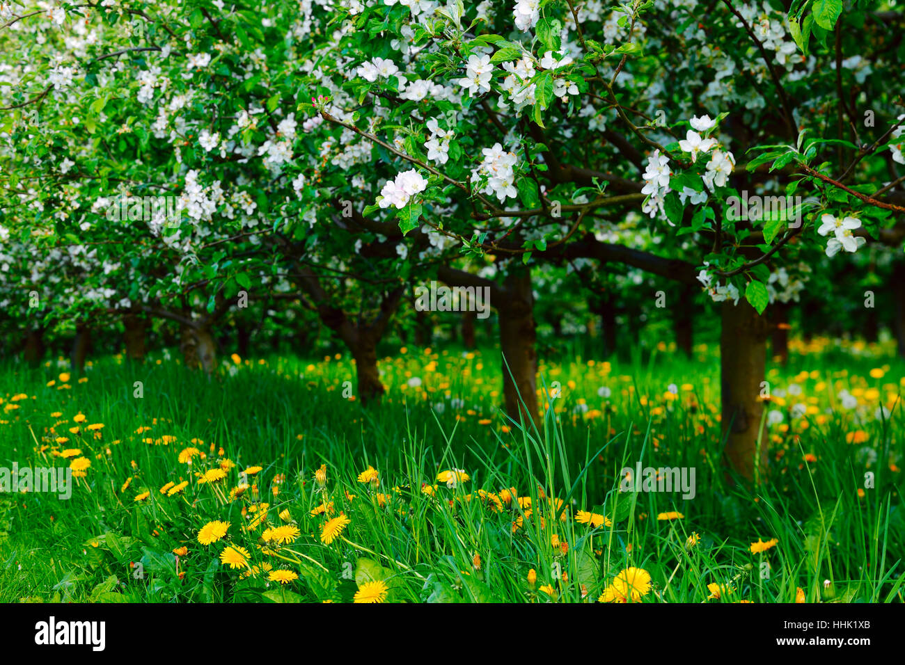 Flourishing fruit tree in the field hi-res stock photography and images ...