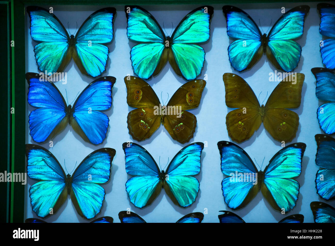 Greece, Magnisia, Volos, Koutroubas, entomological museum Stock Photo ...