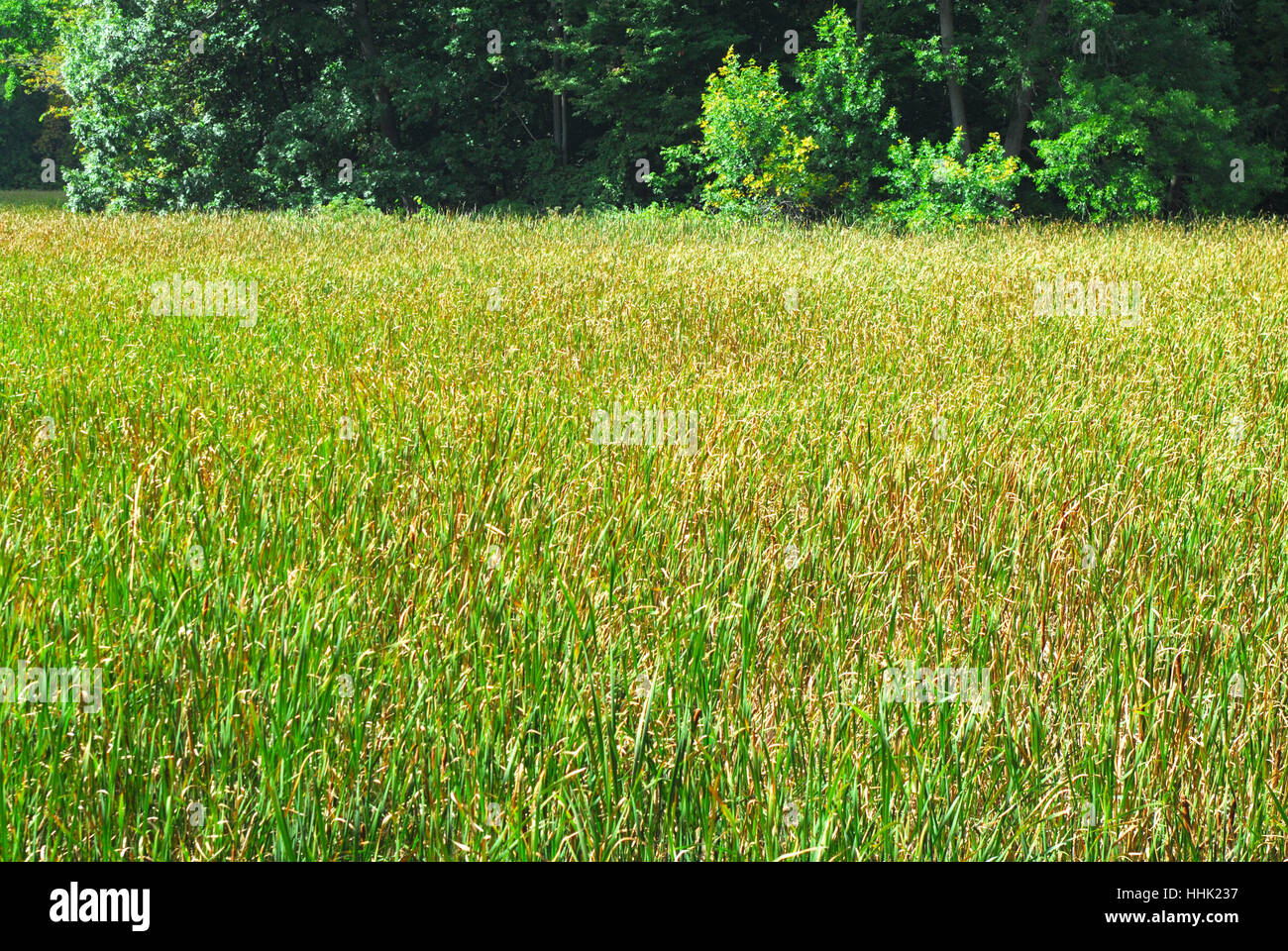 leaf, environment, enviroment, swamp, field, flora, lily, summer ...