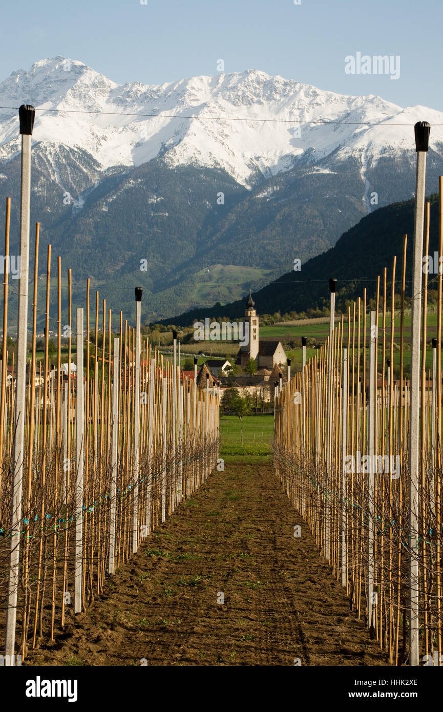 agriculture, farming, alps, south tyrol, acre, array, apple trees ...