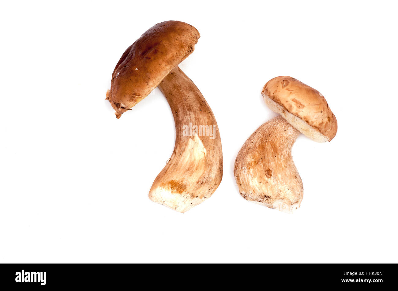 mushrooms, mushroom, fungus, edible, yellow boletus, yellow boletuses ...