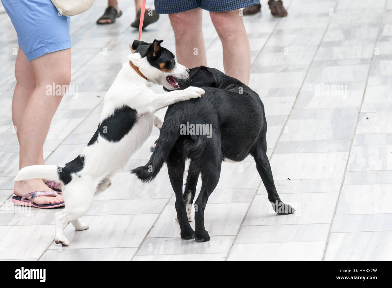 two dogs play on the street in clear summer day Stock Photo - Alamy