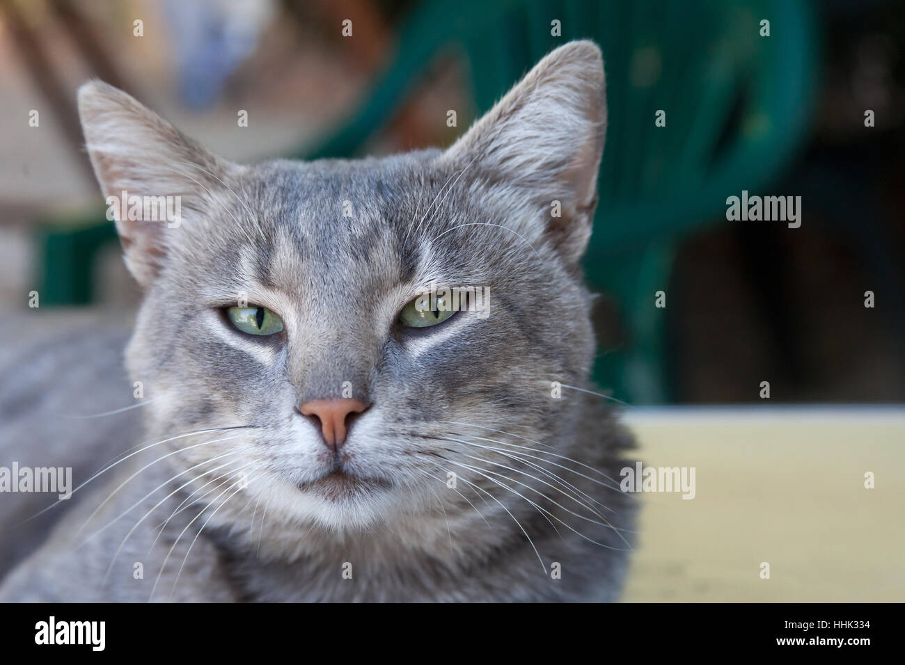 portrait of very beautiful young smoky cat Stock Photo - Alamy